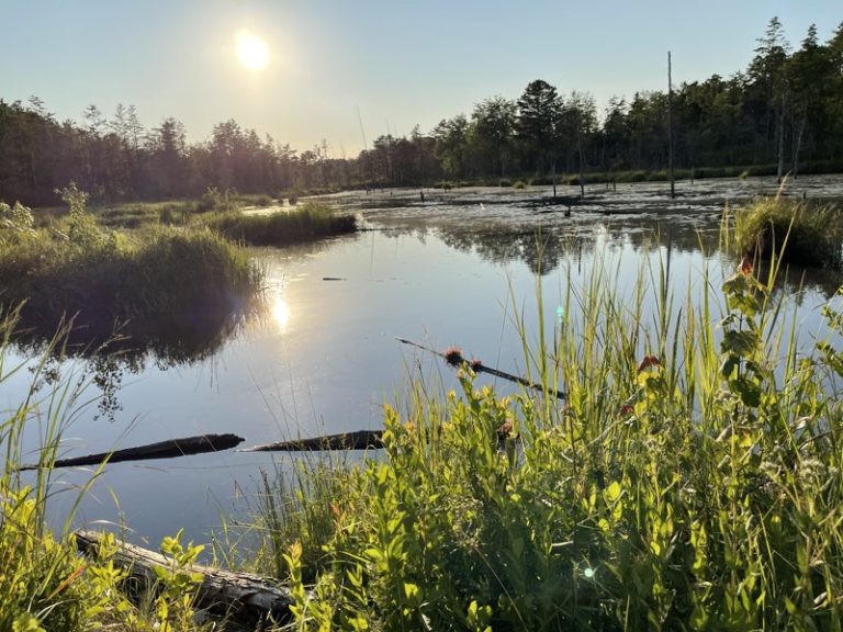 Blueberry bushes in an old cranberry bog in the New Jersey Pine Barrens ...